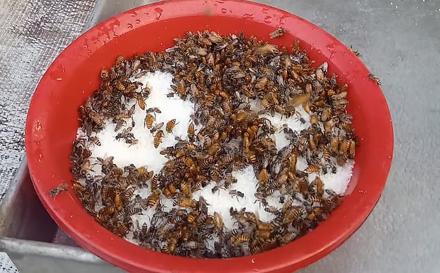 Bees at Dhaka Tea Stalls: A Sign of Climate Change?